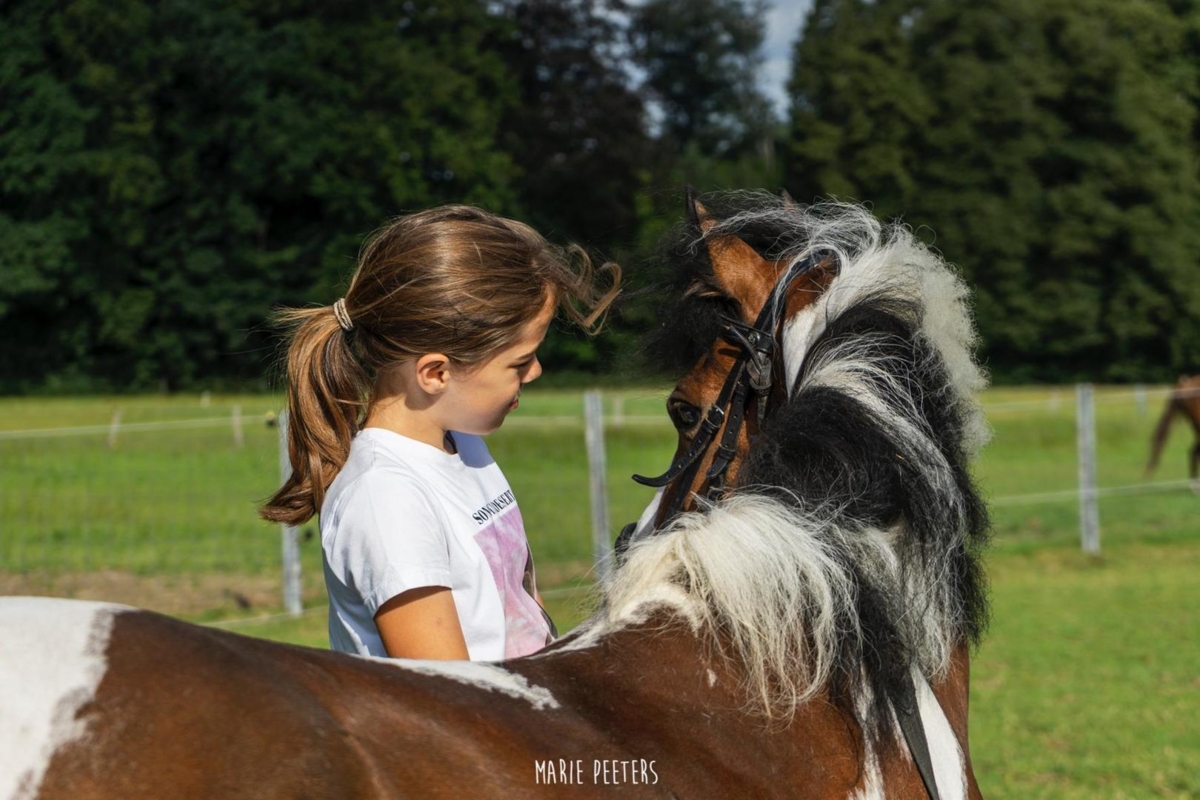 Paardenpunt Vlaanderen - Meerdaalhof cvba