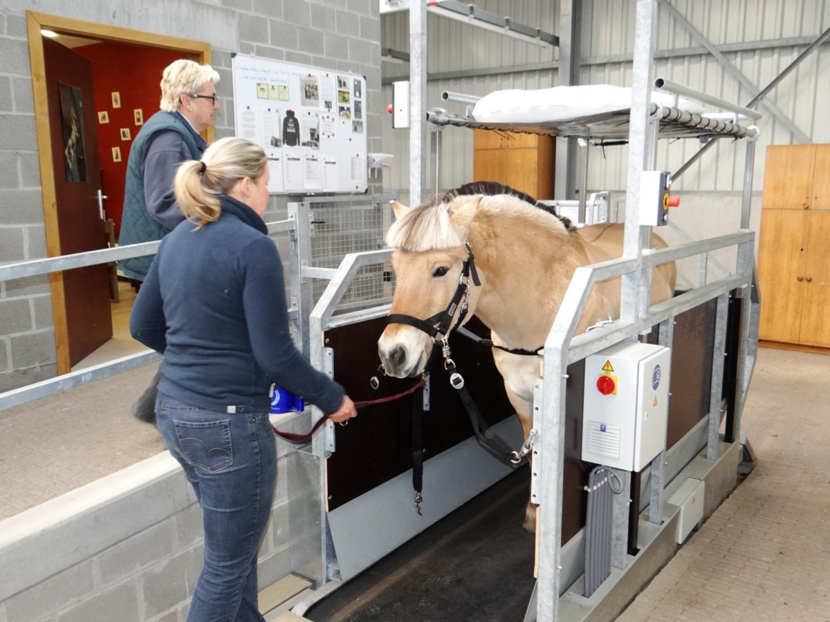 Paardenpunt Vlaanderen - Opening Hippo Droom St. Oda Overpelt